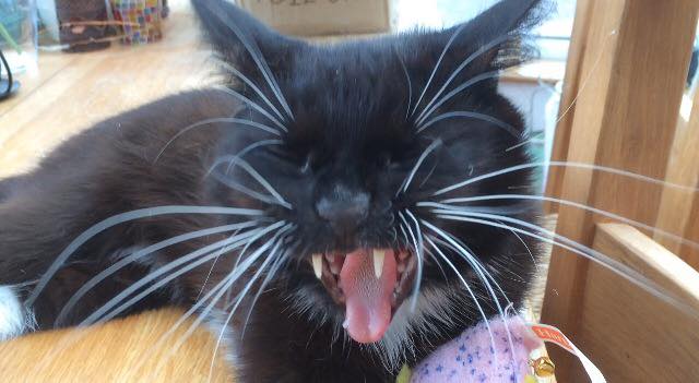 11 pictures of Pushkin the cat that tell us why we should vote ...