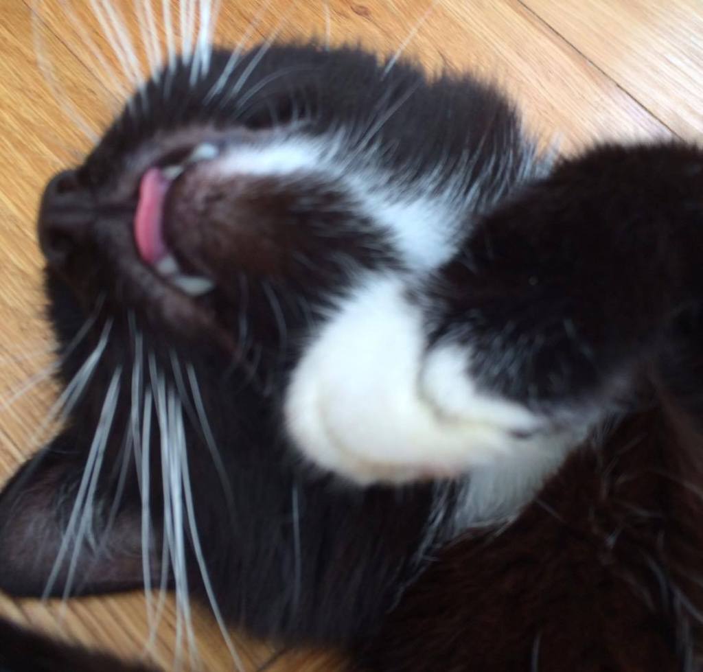 11 pictures of Pushkin the cat that tell us why we should vote ...