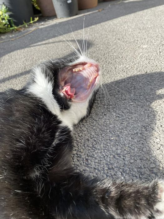 The Big Batface Update. – That quintessence of dust